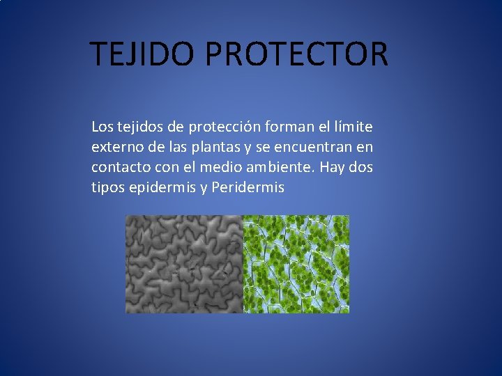 LOS TEJIDOS VEGETALES CRISTIAN DAVID OCAMPO ANAMARIA SUAREZ