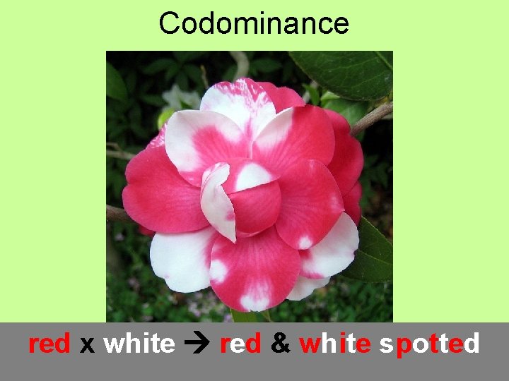 NotsoSimple Inheritance Patterns 1 and 2 Remember Genes