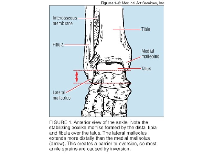 BIOMECHANICS OF ANKLE FOOT COMPLEX A bokaizlet biomechanikja