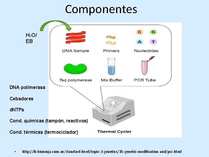 PCR Manejo de muestras y aplicaciones Laboratorio de