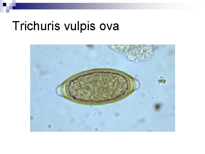 Details of Endoparasites Laboratory Procedures Remember Endoparasites Major
