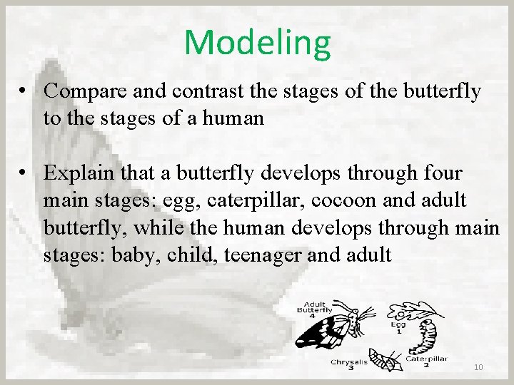 Butterfly Life Introduction to the Butterfly Life Cycle