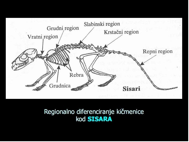 Hordati Svitkovci Chordata Raznovrsne vodene i kopnene ivotinje