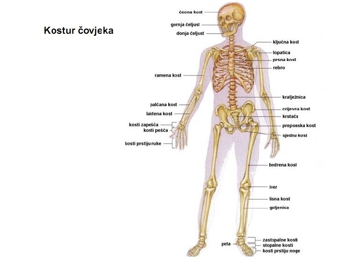 Hordati Svitkovci Chordata Raznovrsne vodene i kopnene ivotinje