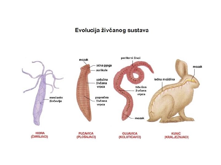 Hordati Svitkovci Chordata Raznovrsne vodene i kopnene ivotinje