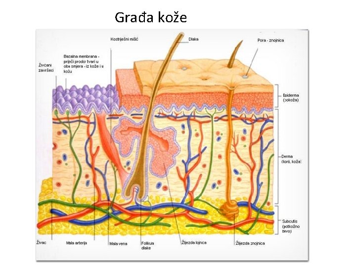 Hordati Svitkovci Chordata Raznovrsne vodene i kopnene ivotinje