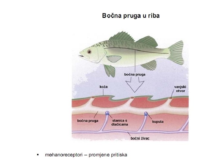 Hordati Svitkovci Chordata Raznovrsne vodene i kopnene ivotinje