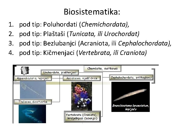 Hordati Svitkovci Chordata Raznovrsne vodene i kopnene ivotinje
