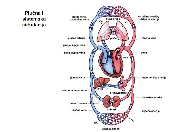Hordati Svitkovci Chordata Raznovrsne vodene i kopnene ivotinje