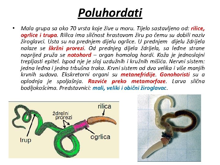 Hordati Svitkovci Chordata Raznovrsne vodene i kopnene ivotinje