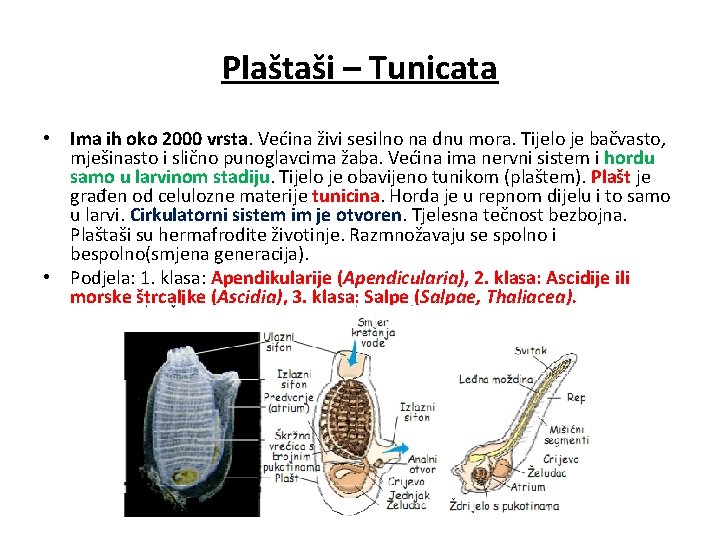 Hordati Svitkovci Chordata Raznovrsne vodene i kopnene ivotinje