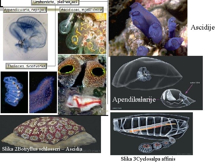 Hordati Svitkovci Chordata Raznovrsne vodene i kopnene ivotinje