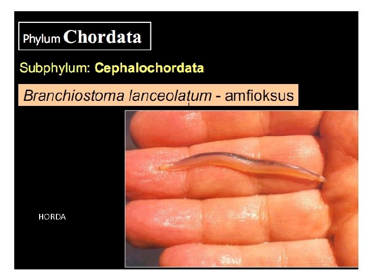 Hordati Svitkovci Chordata Raznovrsne vodene i kopnene ivotinje