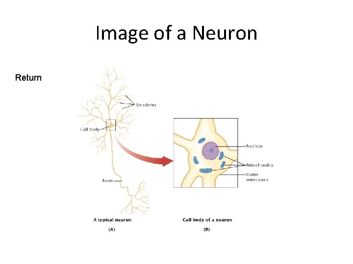 The Biological Perspective Chapter 2 Ciccarelli and Meyer
