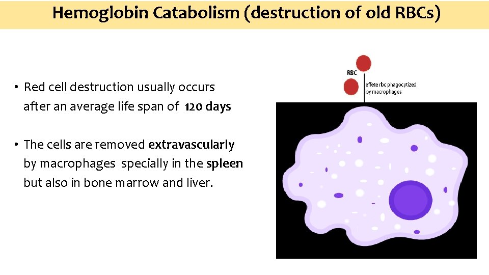 Iron metabolism Hemoglobin catabolism By Dr Sunita Mittal