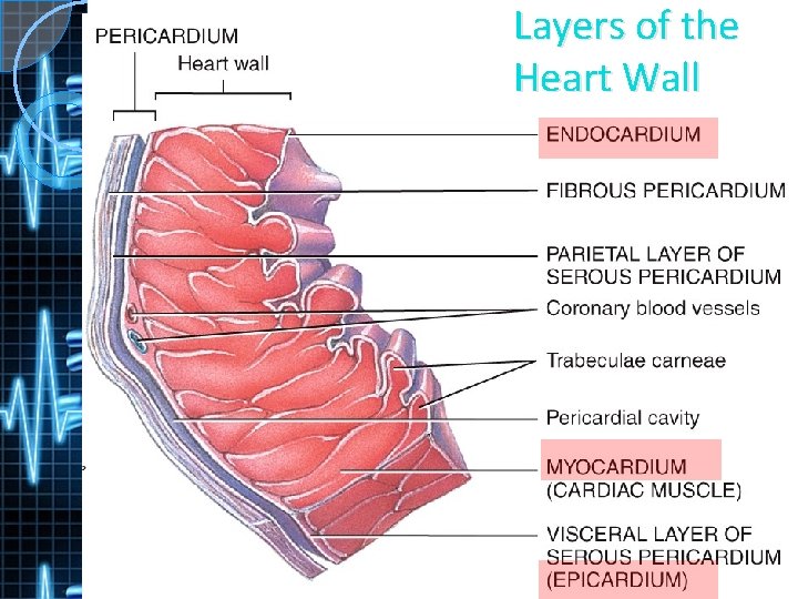 Human Anatomy and Physiology II Unit IV Circulation