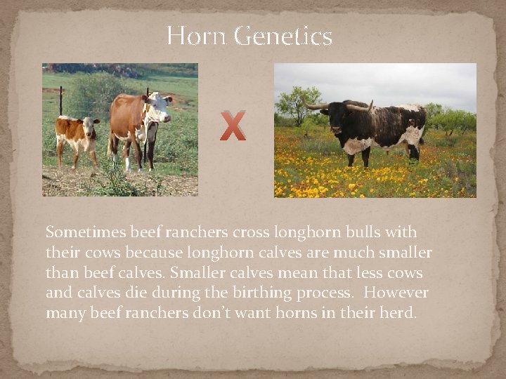 Bos Taurus Genetics Exploring Genotypes and Phenotypes of
