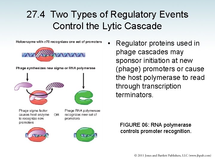Chapter 27 Phage Strategies 27 1 Introduction bacteriophage
