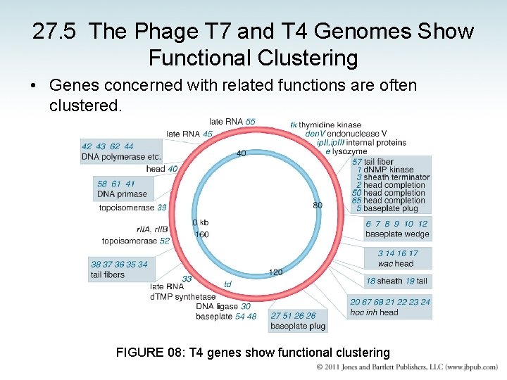 Chapter 27 Phage Strategies 27 1 Introduction bacteriophage