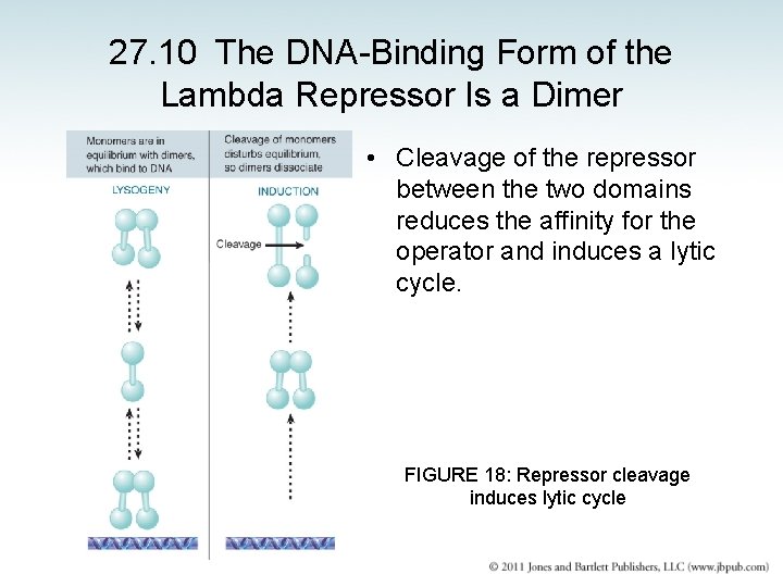 Chapter 27 Phage Strategies 27 1 Introduction bacteriophage
