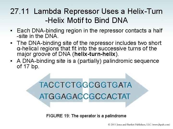 Chapter 27 Phage Strategies 27 1 Introduction bacteriophage