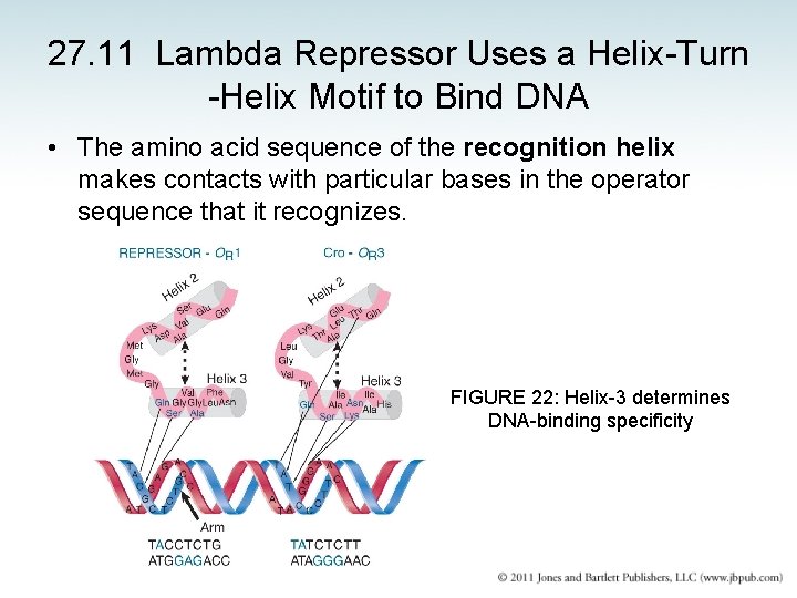 Chapter 27 Phage Strategies 27 1 Introduction bacteriophage