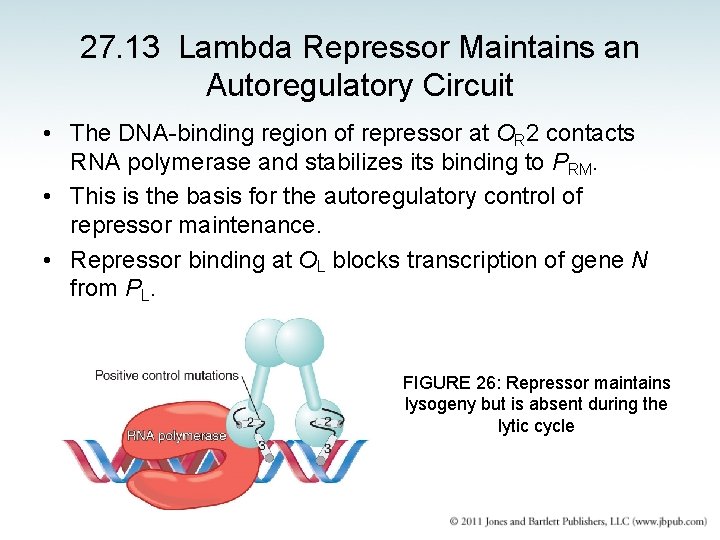 Chapter 27 Phage Strategies 27 1 Introduction bacteriophage