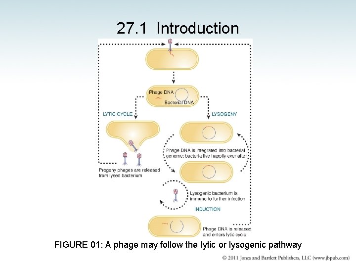 Chapter 27 Phage Strategies 27 1 Introduction bacteriophage