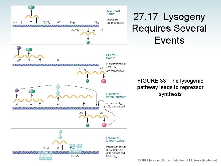 Chapter 27 Phage Strategies 27 1 Introduction bacteriophage