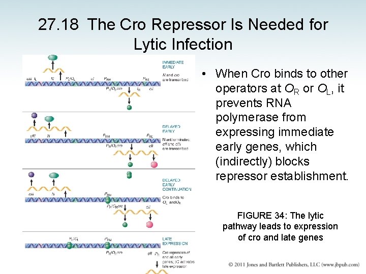 Chapter 27 Phage Strategies 27 1 Introduction bacteriophage