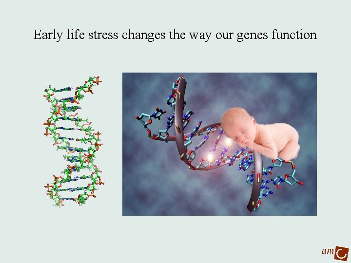 Early life stress changes the way our genes