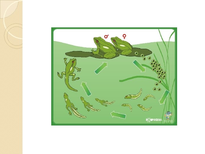LOS ANFIBIOS Phylum Chordata Subphylum Vertebrata Clase Amphybia