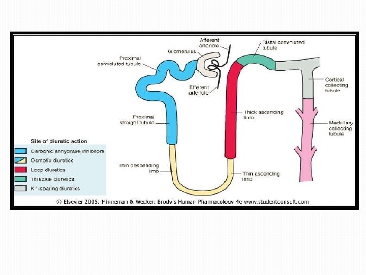 DIURETICS Dr Pran Kishore Deb Dr Bilal Aljaidi