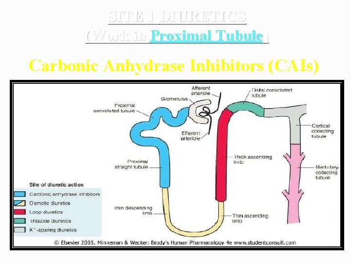DIURETICS Dr Pran Kishore Deb Dr Bilal Aljaidi