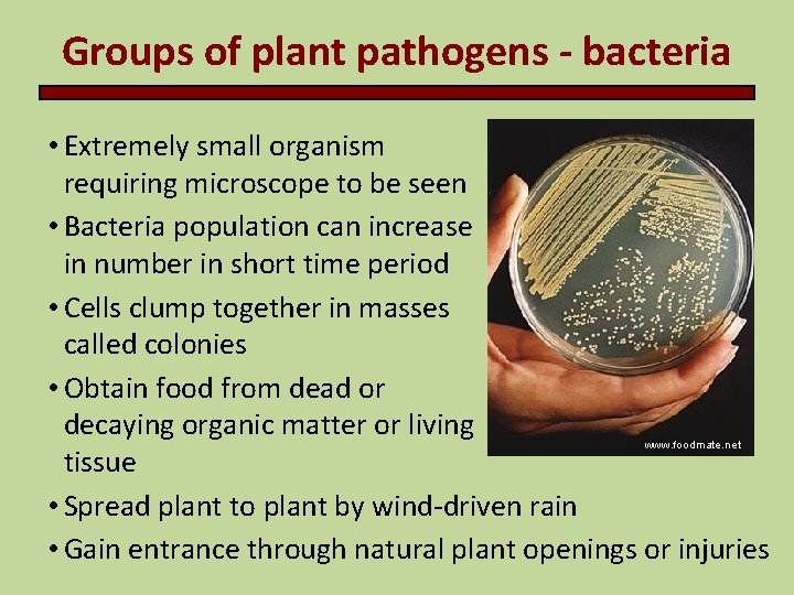 Introduction to Plant Pathology What is a plant