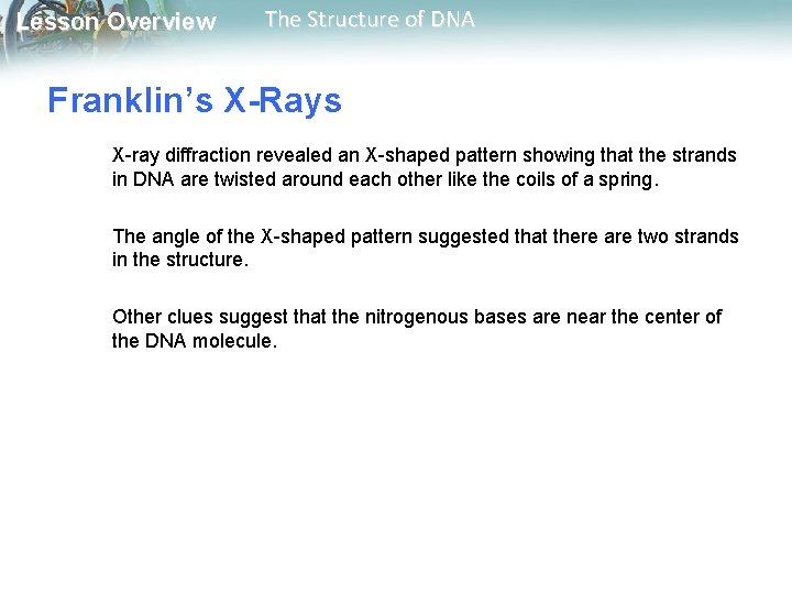 Lesson Overview 12 2 The Structure of DNA