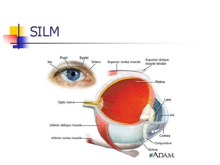 MEELEELUNDID SILM Valgustundlik meeleelund n Silma moodustab kerajas