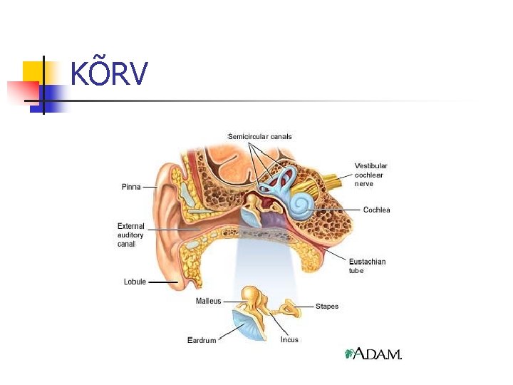 MEELEELUNDID SILM Valgustundlik meeleelund n Silma moodustab kerajas