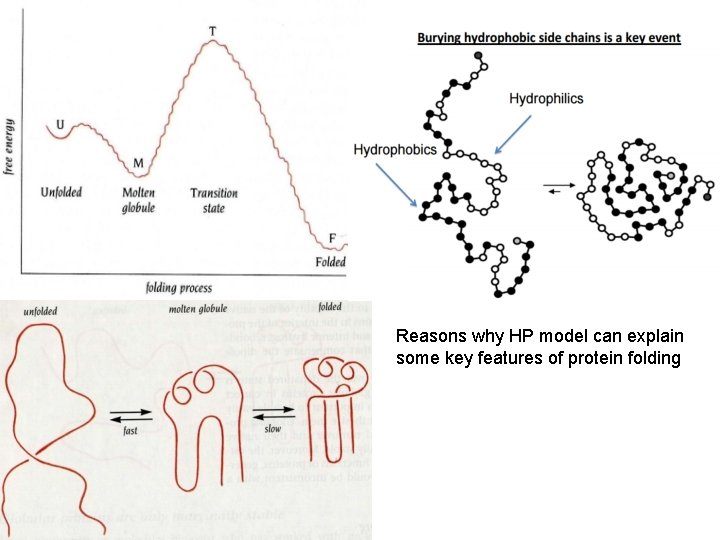 HP model for protein folding K Dill Theory