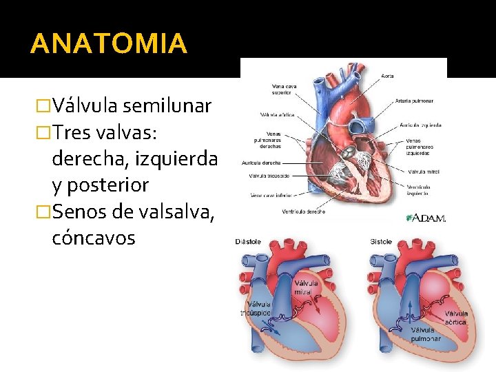 SANTIAGO ALEJANDRO CANCELA R 2 MI VALVULOPATIA AORTICA