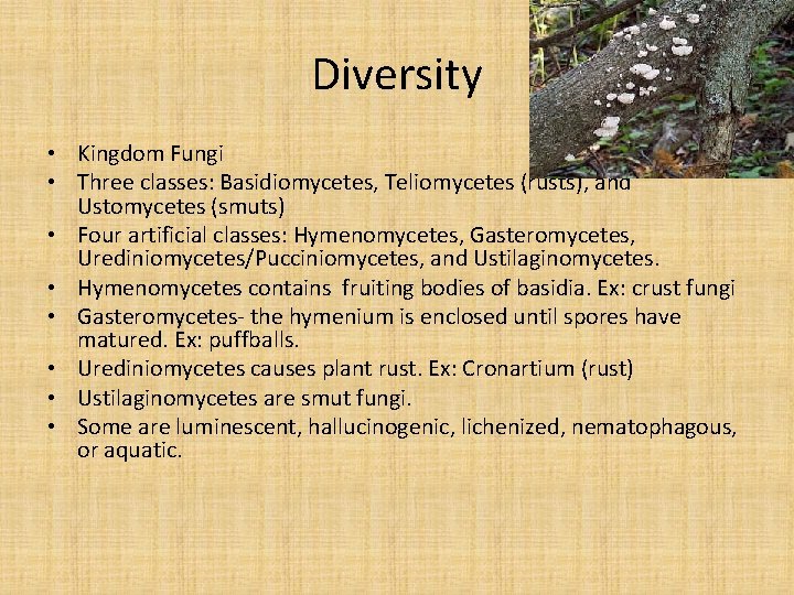 Ascomycota Sac Fungi Basidiomycota Club Fungi Victoria Willis
