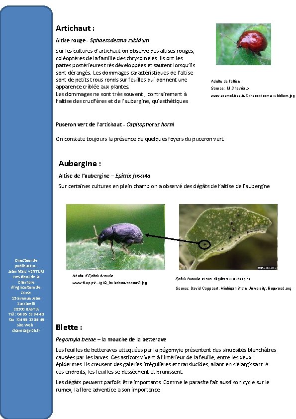 MARACHAGE Bulletin de Sant du Vgtal Rgion Corse