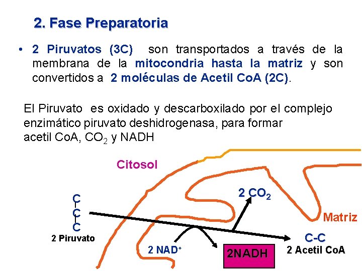 RESPIRACIN CELULAR MOVILIZACIN Y TRANSPORTE DE FOTOASIMILADOS EN