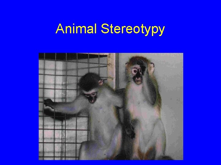 OBSESSIVECOMPULSIVE AND RELATED DISORDERS Dan J Stein University