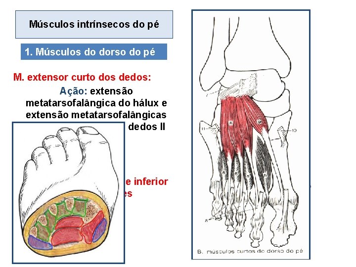 ANATOMIA TOPOGRFICA DOS MEMBROS INFERIORES AULA 7 Msculos