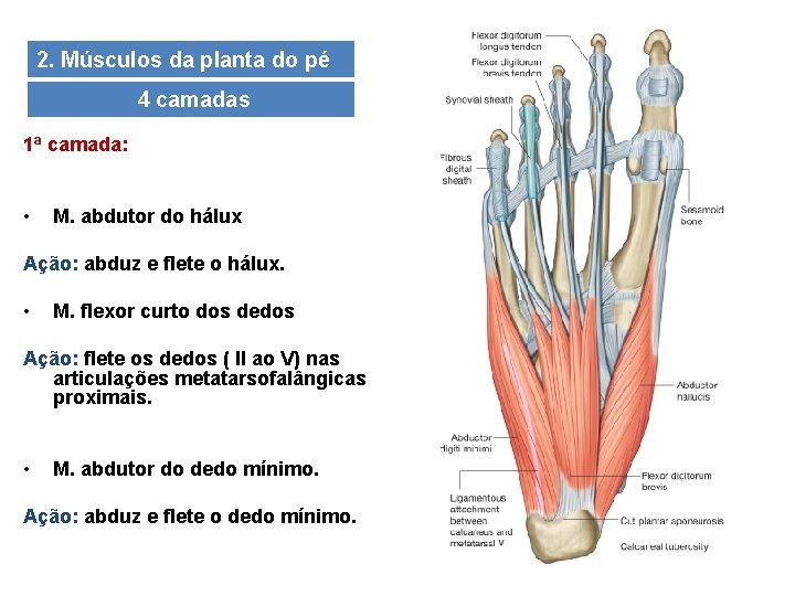 ANATOMIA TOPOGRFICA DOS MEMBROS INFERIORES AULA 7 Msculos