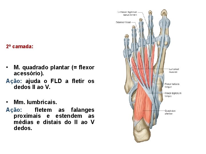 ANATOMIA TOPOGRFICA DOS MEMBROS INFERIORES AULA 7 Msculos