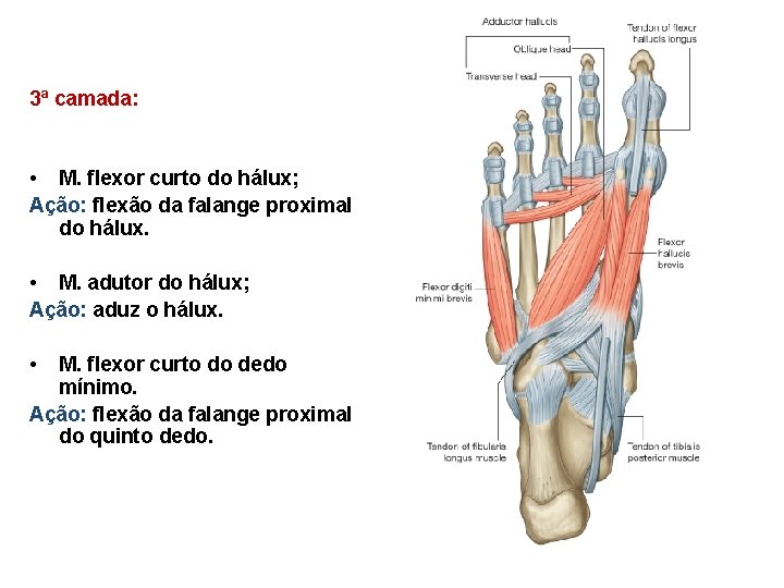 ANATOMIA TOPOGRFICA DOS MEMBROS INFERIORES AULA 7 Msculos