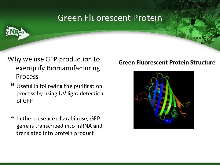 Purification of Green Fluorescent Protein Biomanufacturing Steps in