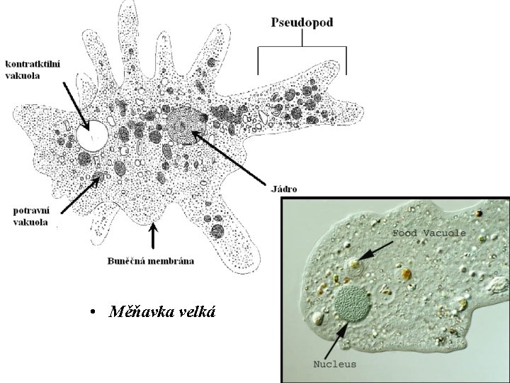 e PROTOZOA PRVOCI jen 2006 vod Jednobunn eukaryota